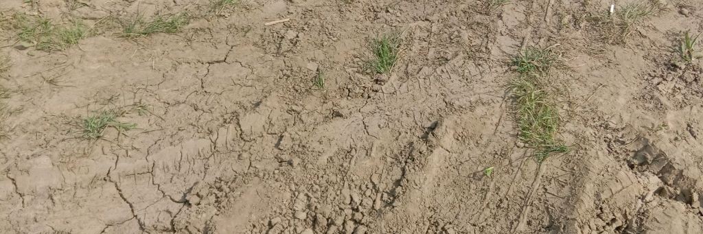 Дмитрий Александрович