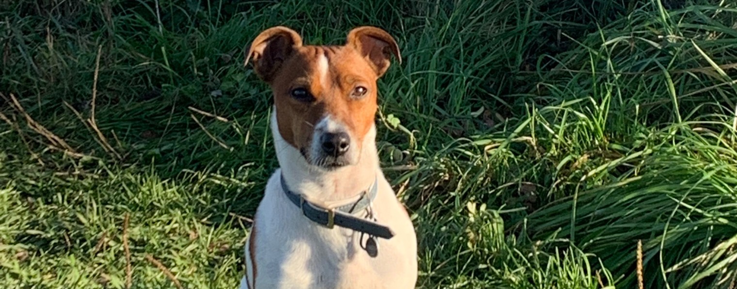 Хвостатый напарник