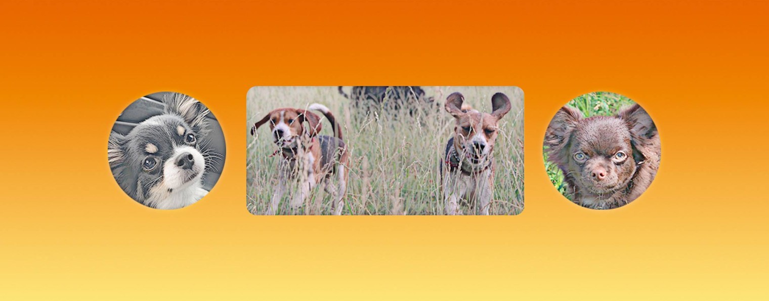 Питомник "Голден Амбер"