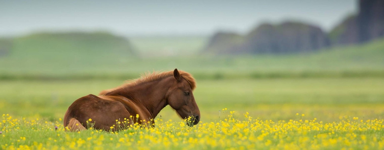 POLYFACEMAN'S channel