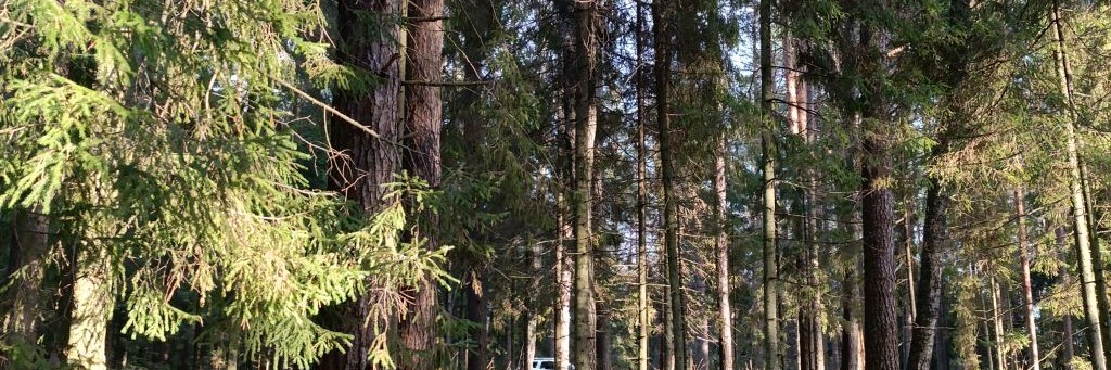 🌲Чародейка✨📚🍁