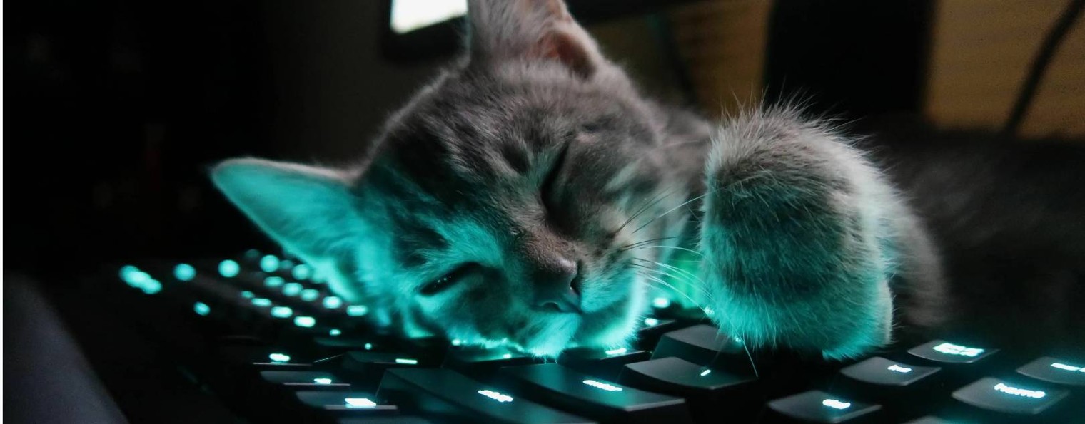stikcy cat games