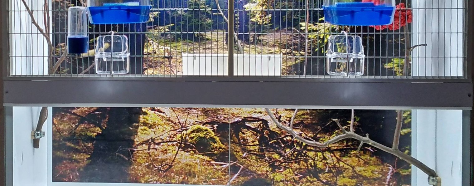 Лёха. Любитель птиц.