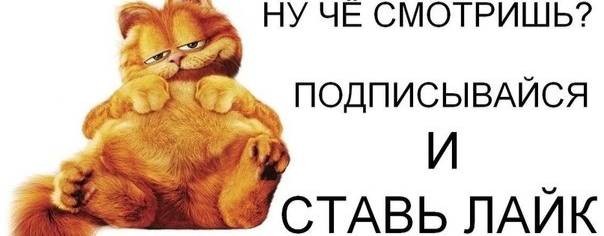 .BEARS