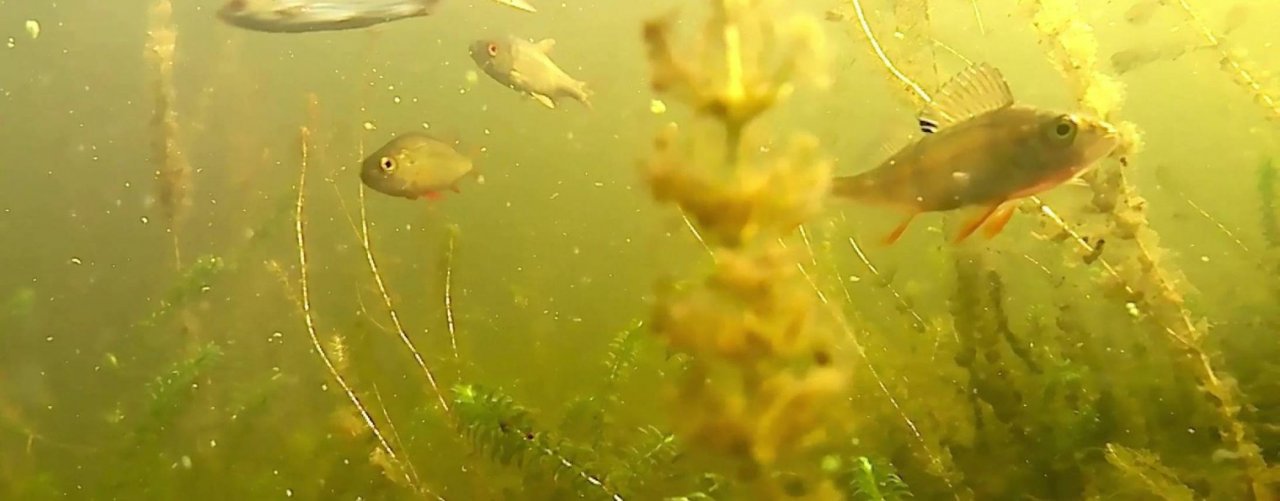 Сан Саныч Лев-рыбак