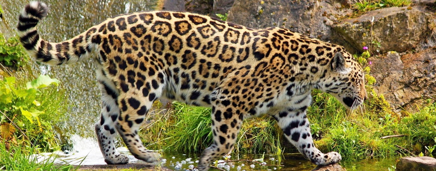 Хорошие новости про животных - видео про животных