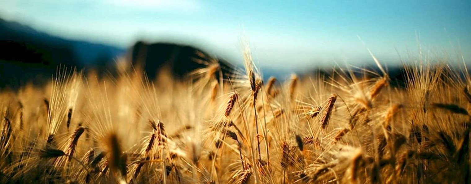 DEAF Библия - хлеб жизни МСЦ ЕХБ