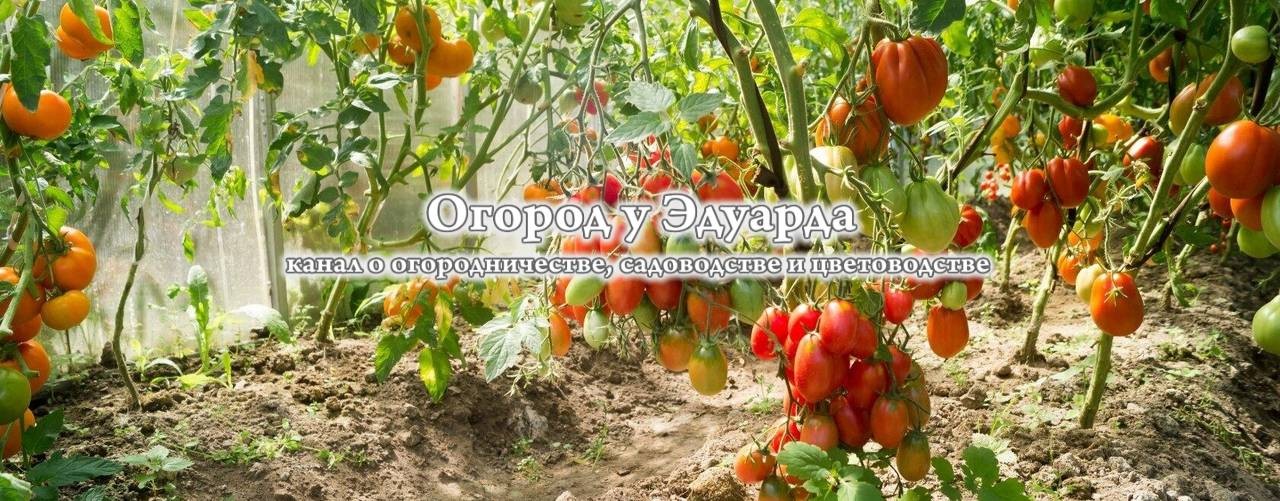 Огород у Эдуарда