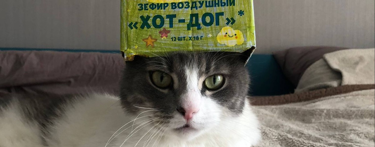 Мемы и прикольные песни