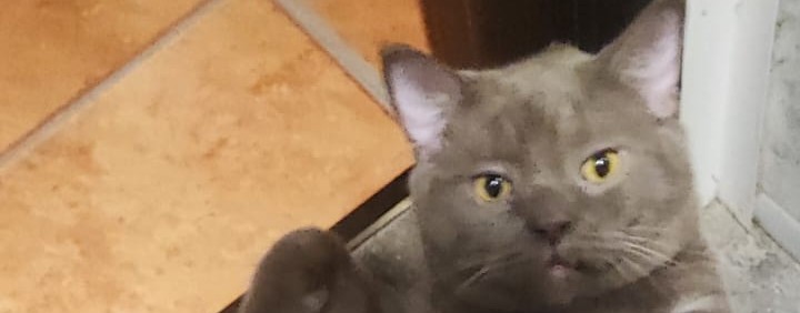 Гриша милый котик
