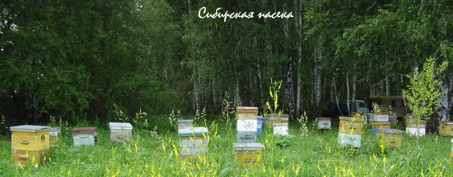 Сибирская пасека