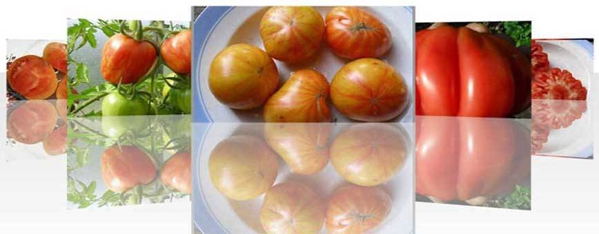 Евгений Феч