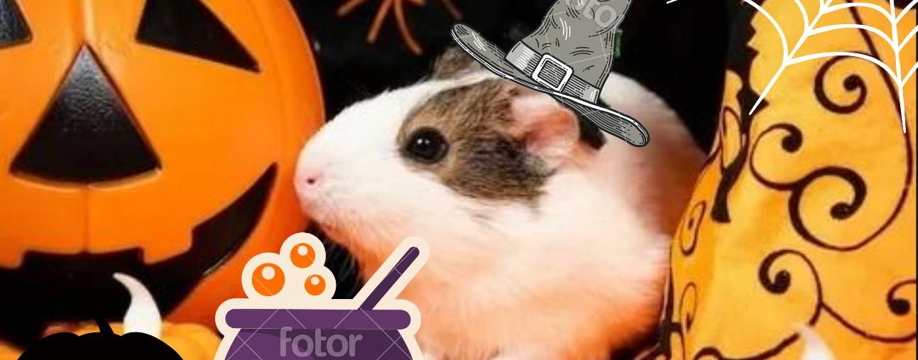 quater-pig-game