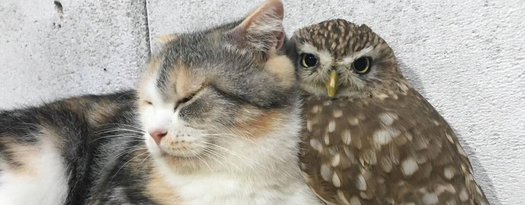 Кот и сова