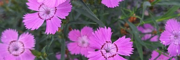 Дом с флюгером