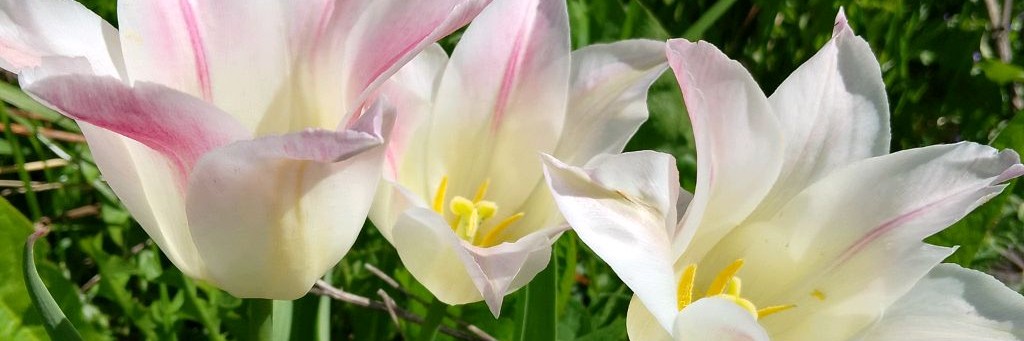 Алабаи и мы.