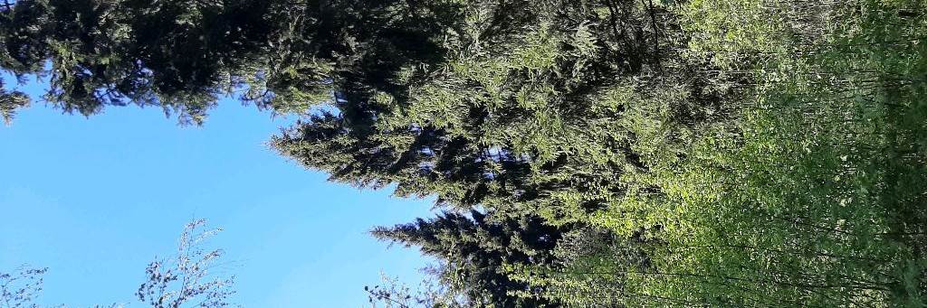 Русский язык. Пишем и говорим.