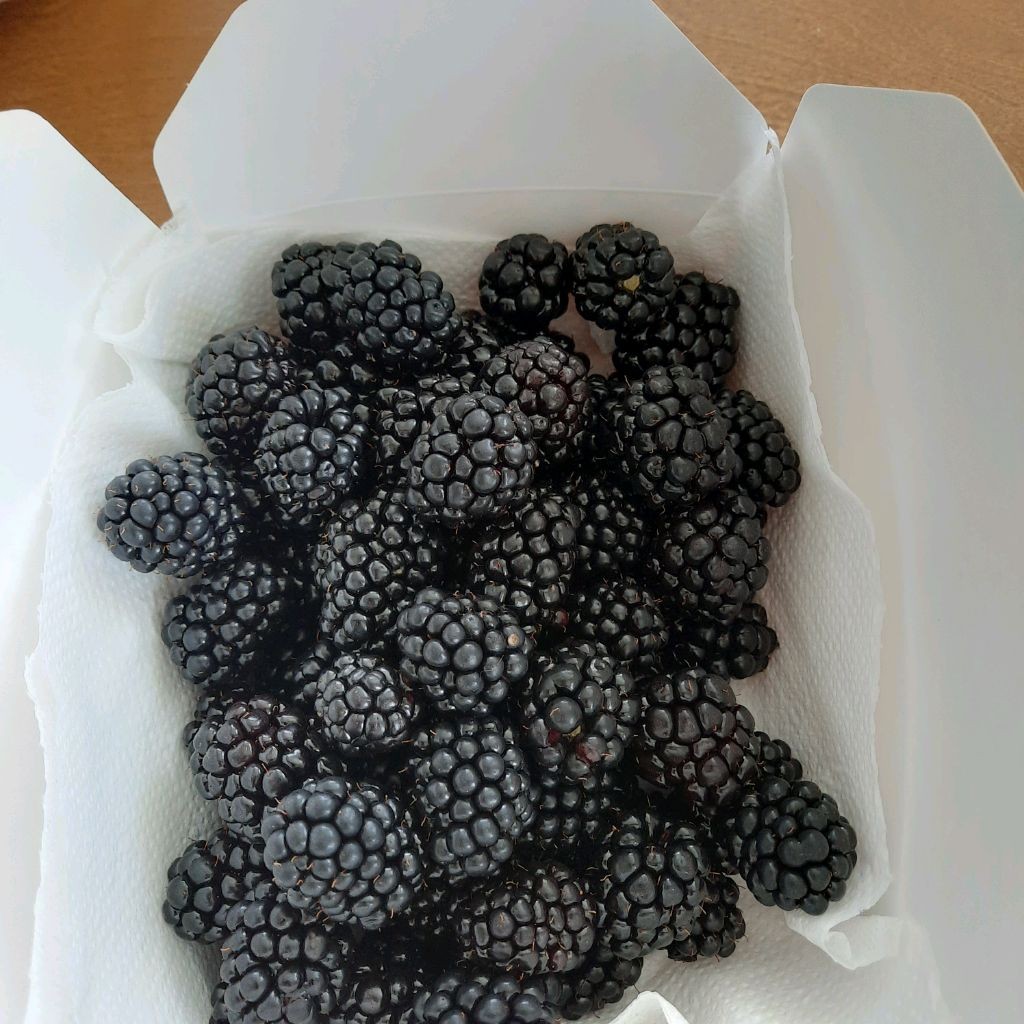 Ежевика Татарстан