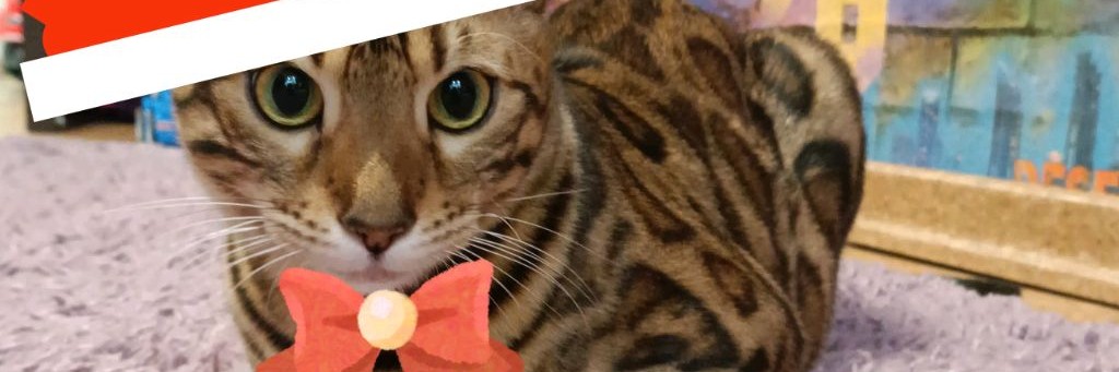 Котик Каспер