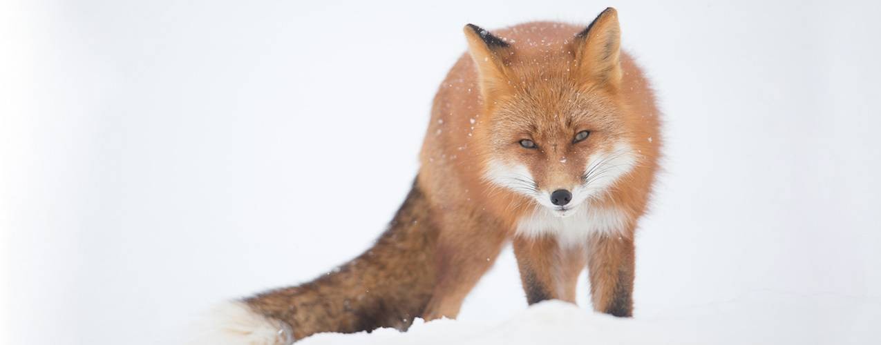 Первозданная Россия