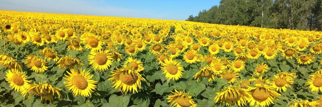 БРАТЬЯ ФЕРМЕРА 56 RUS