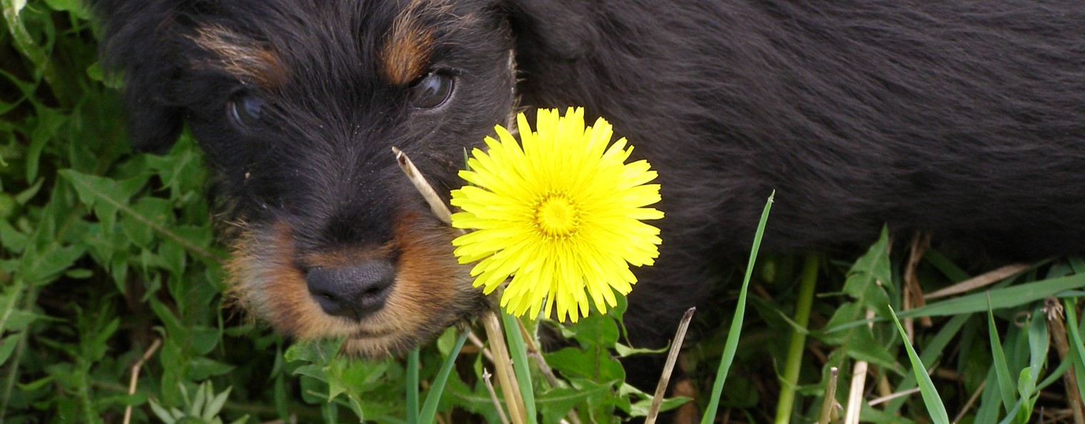Дрессировка собак ЛиРОС