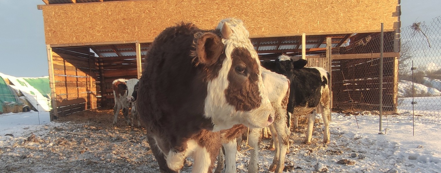 ЛПХ у Хомича