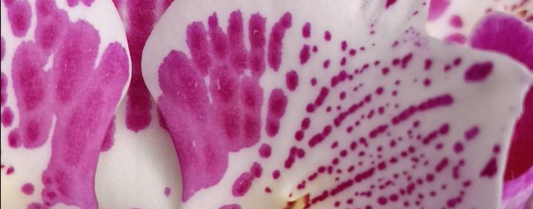 Орхидеи - цветочное хобби