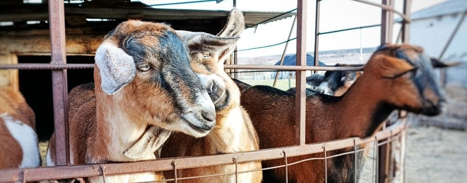 Лунная долина