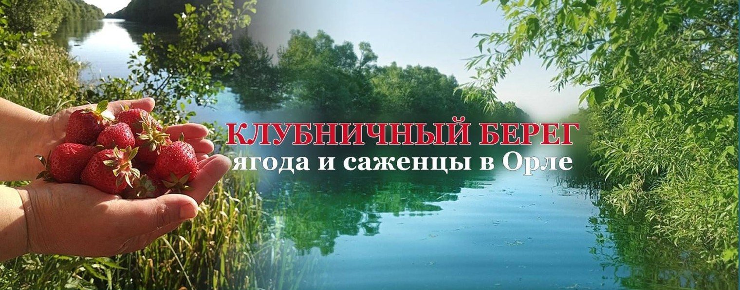 КЛУБНИЧНЫЙ БЕРЕГ саженцы ягодных культур