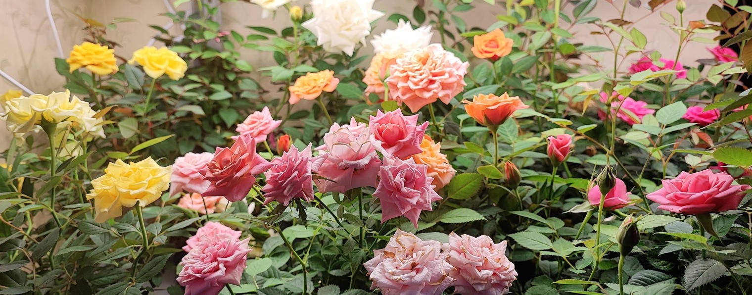 Странная грядка