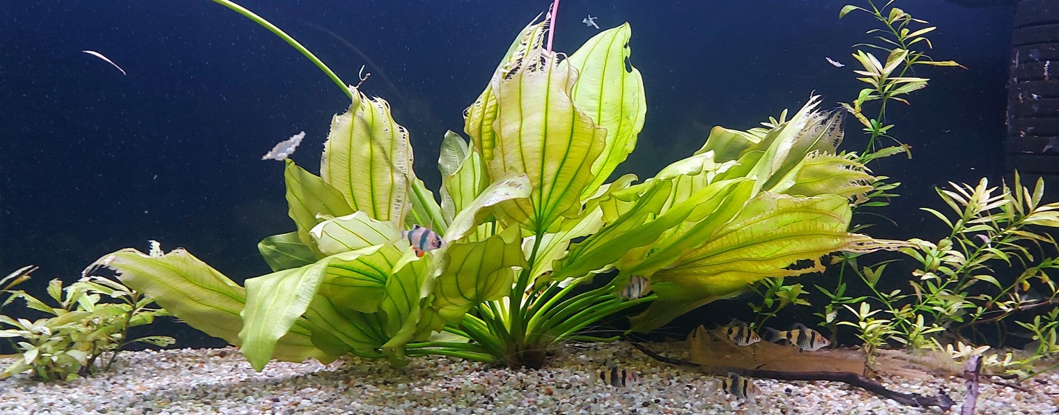 Александр AquaDoza