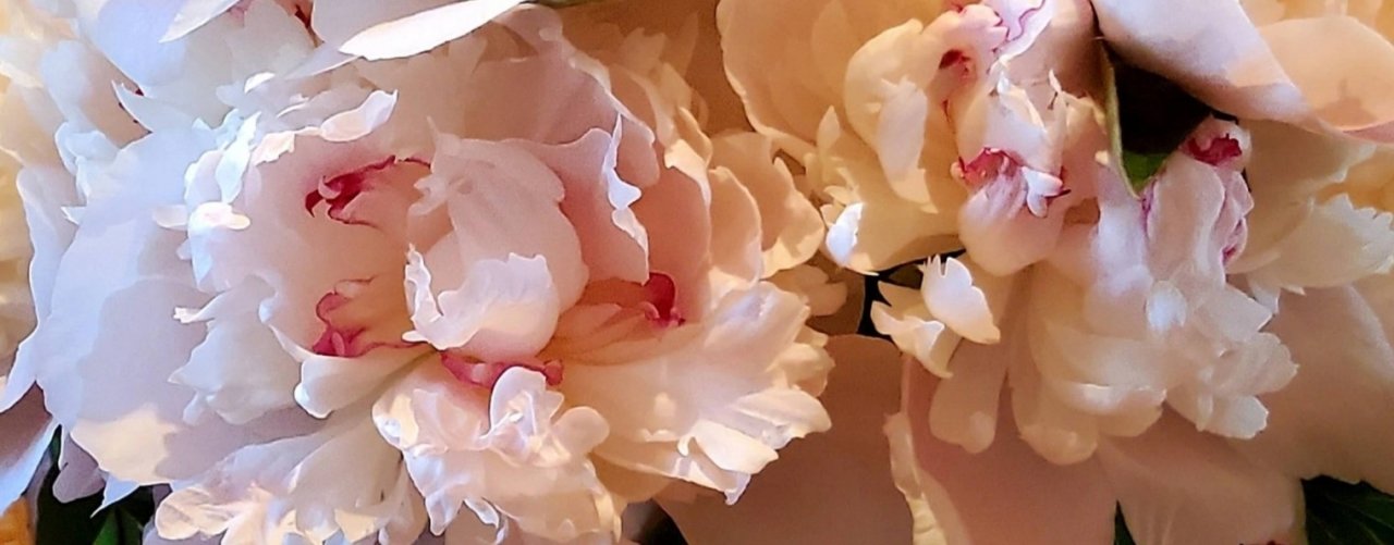 Петербургские прогулки с Александрой Соловьёвой.