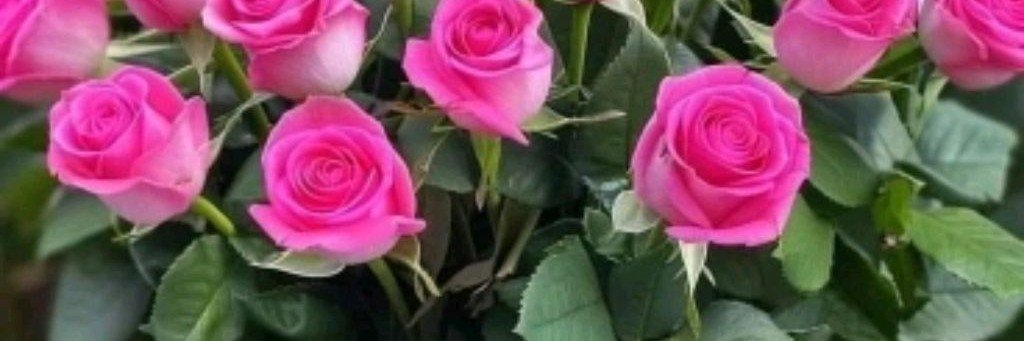 Gulnur Flower