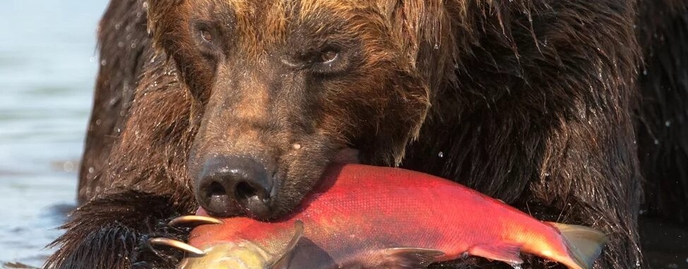 Подводная Охота И Рыбалка Косолапов Григорий