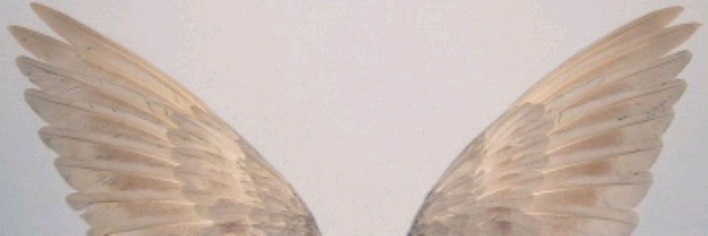 aniapavlov