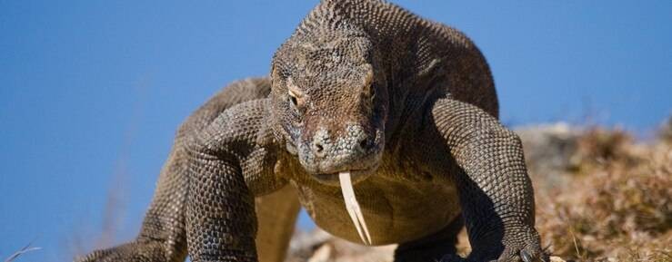 Varan Varan