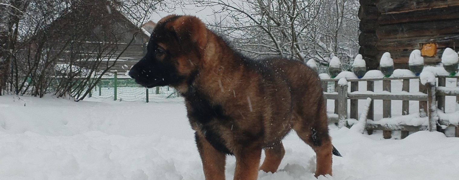 Четыре лапы