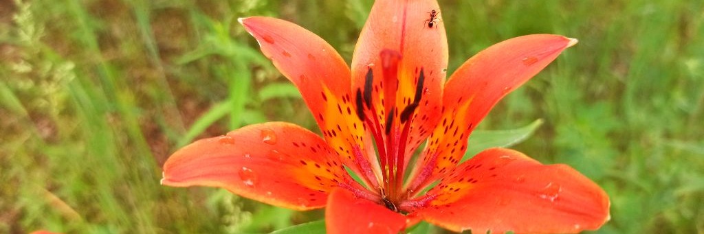 Охота на диване