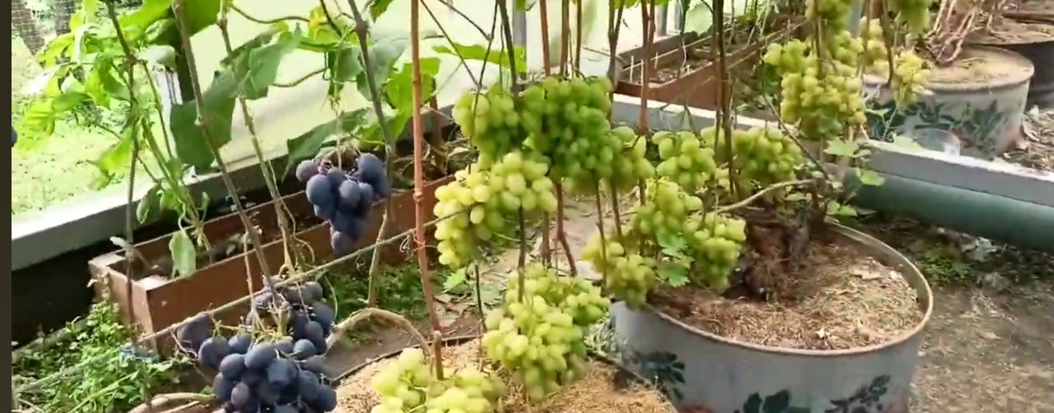 Виноград из Ярославля