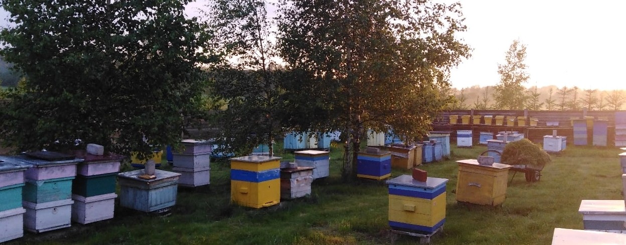 Костромской мед