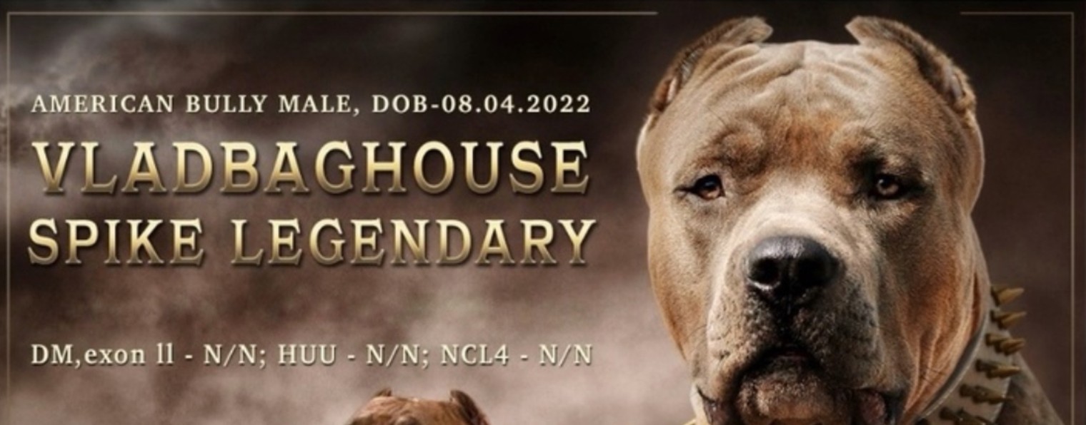 AMBULLY VHB SPIKY AND TAHOE