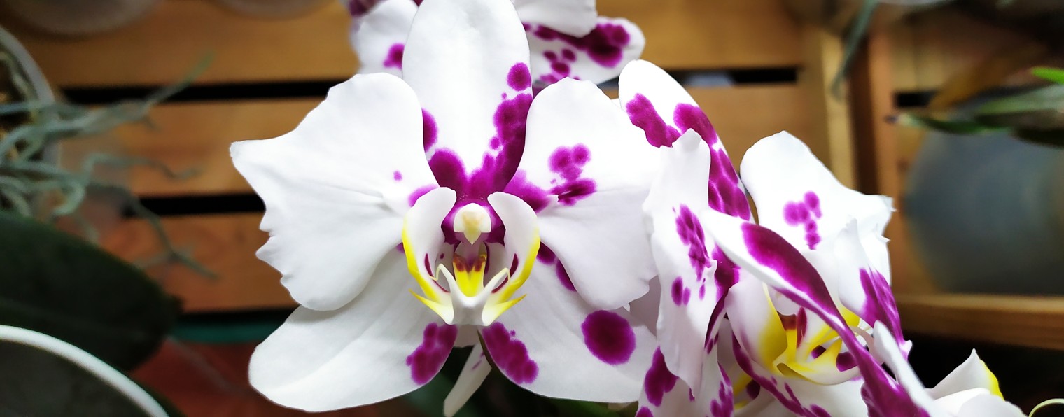 Орхоколлекция