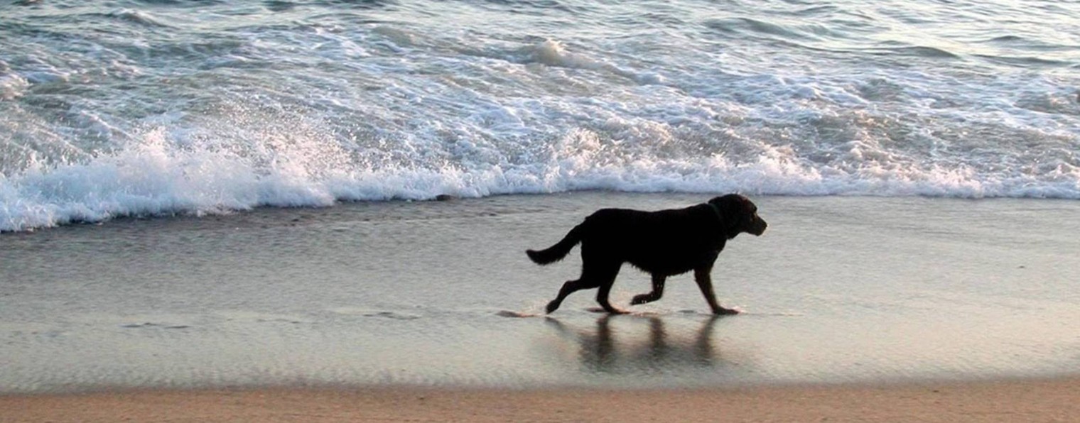 Молчун 12 струн