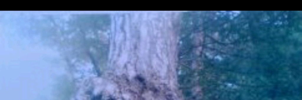 Аксакал Магомед