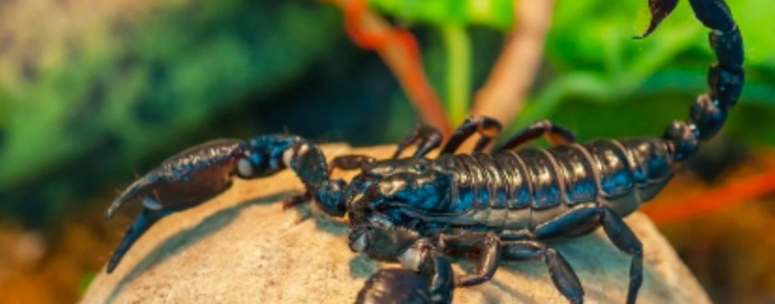 Scorpion 🦂