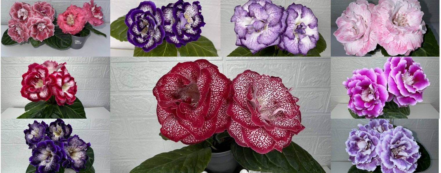 Глоксинии и Пеларгонии Анна