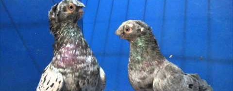 Любовь и  голуби