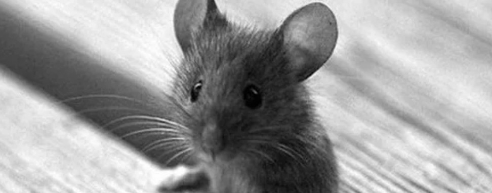 🩶🤍🐭Мышонок 🤍🩶🐁