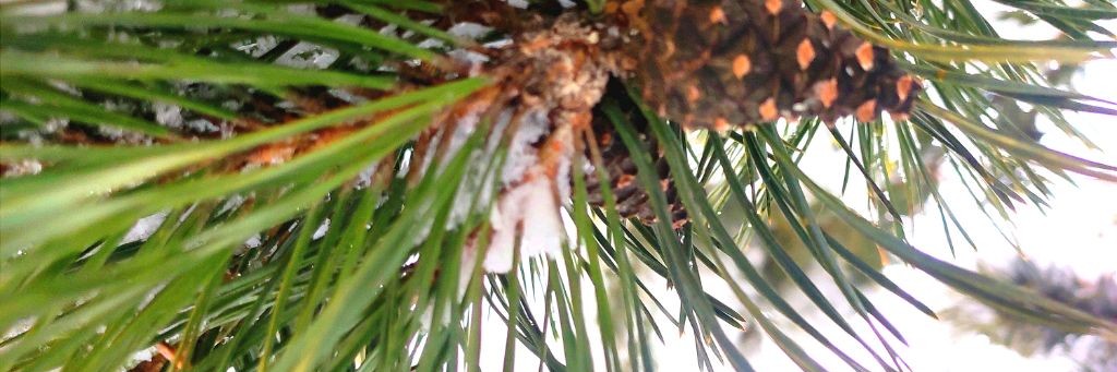 ТРАВА/ДРОВА